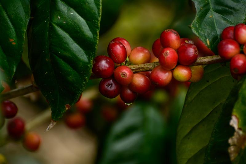 Kaveri Homestay Coffee Beans - CoorgHomestays.com